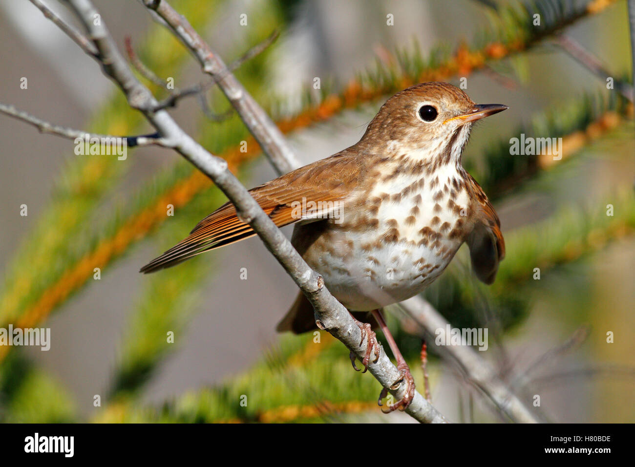 Hermit Thrush (Catharus guttatus), Nova Scotia, Canada Stock Photo - Alamy