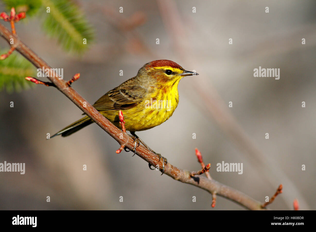 Palm Warbler (Setophaga palmarum) male, Nova Scotia, Canada Stock Photo ...