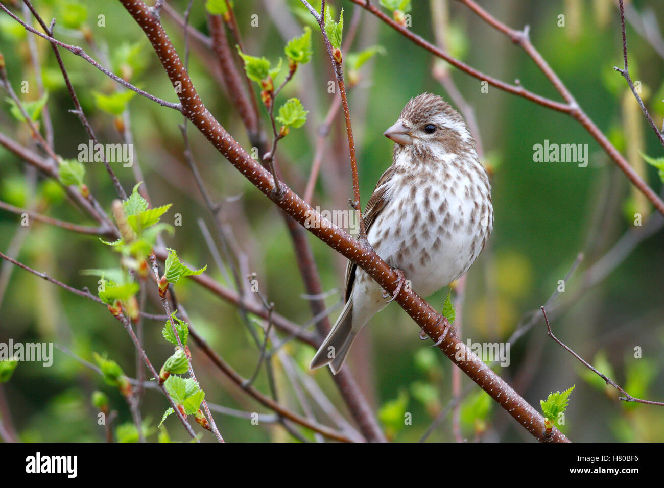 Purple Finch (Carpodacus purpureus) female, Nova Scotia, Canada Stock ...