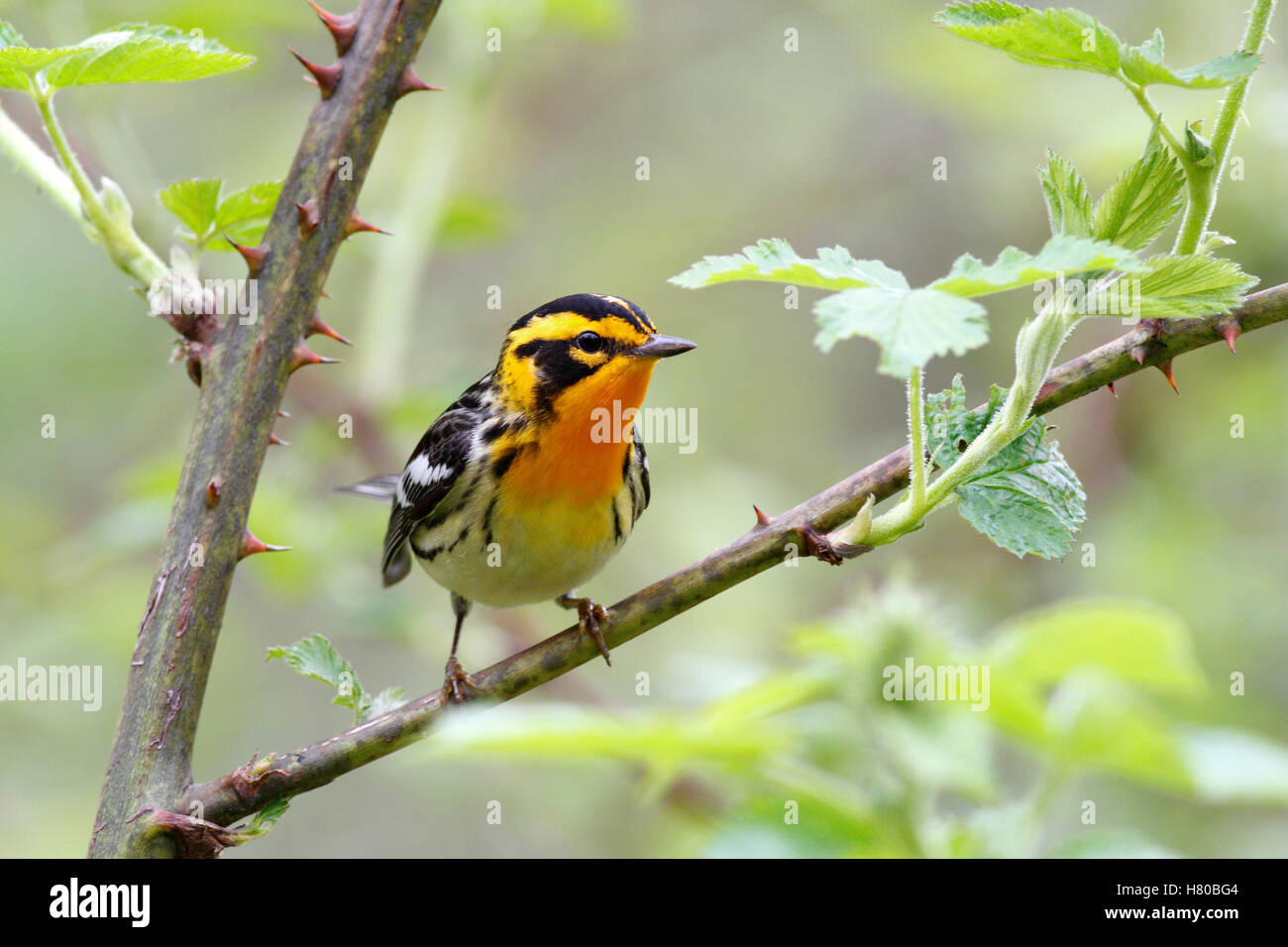 Blackburnian Warbler (Setophaga fusca) male, Nova Scotia, Canada Stock ...