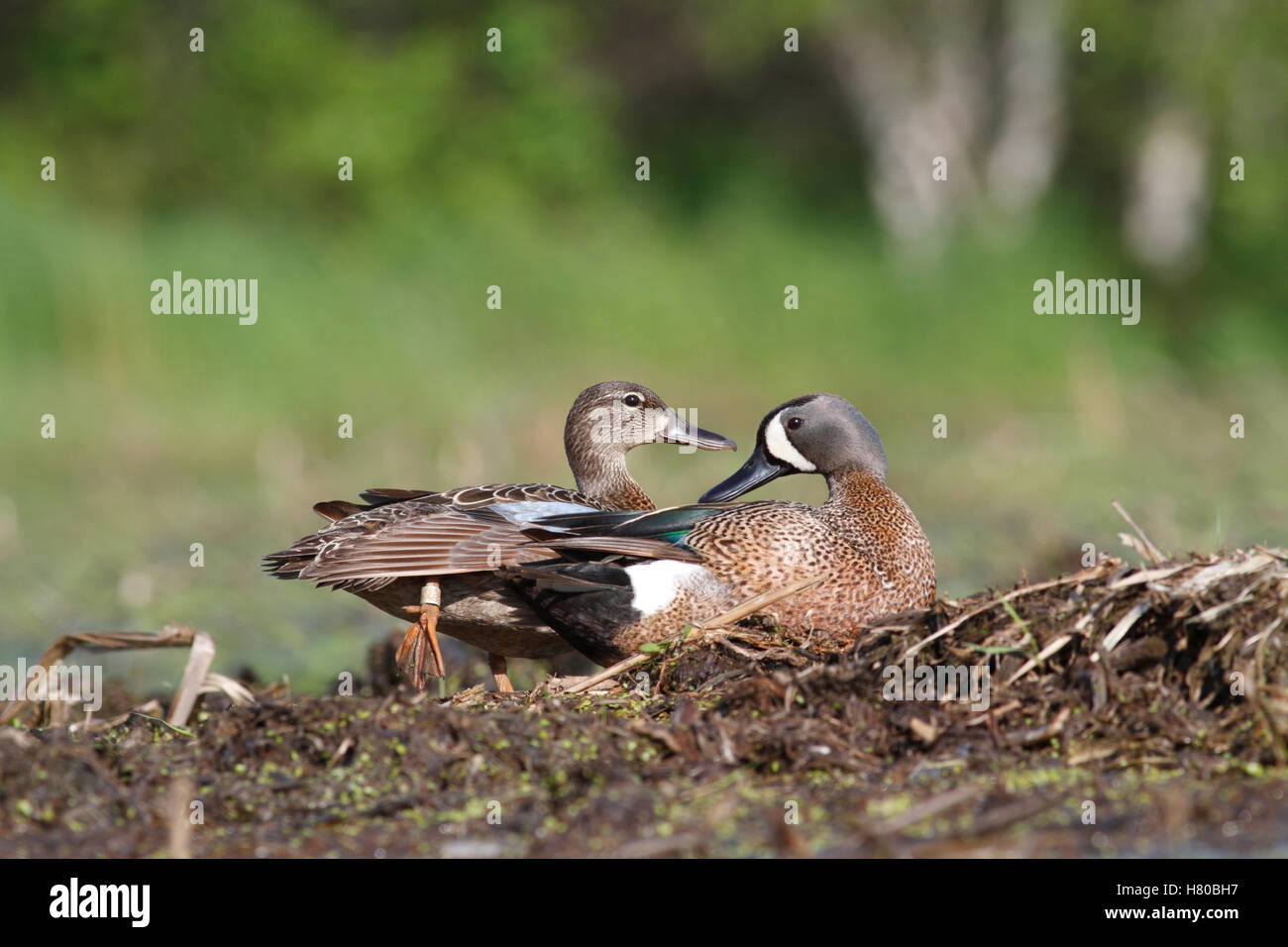 Blue-winged Teal (Anas discors) male and female at nest, Nova Scotia ...