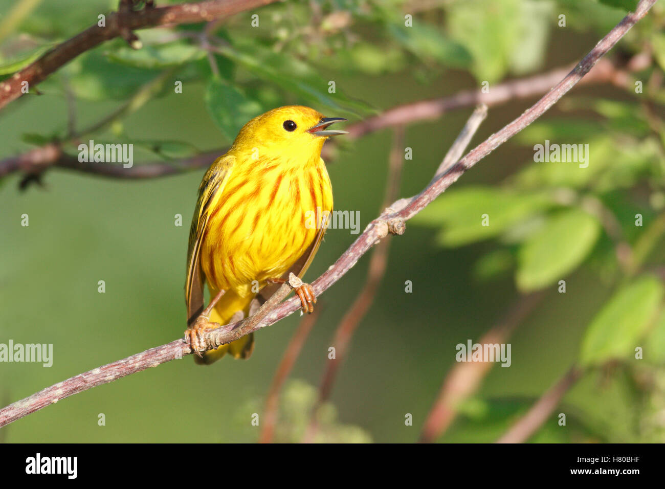 Yellow Warbler (Setophaga petechia) male singing, Nova Scotia, Canada ...