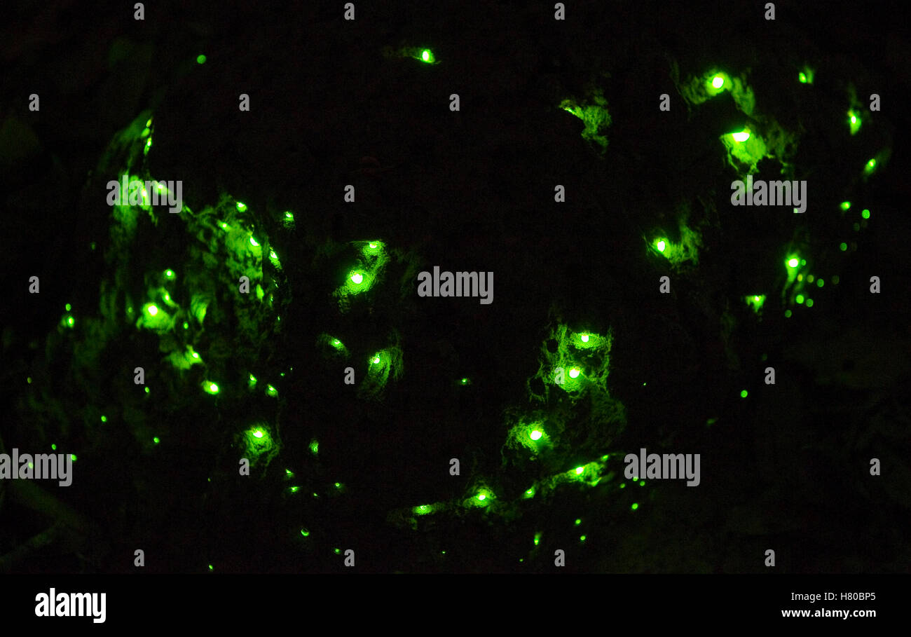 Glowing Pyrophorus larvae on termite mound, Pantanal, Brazil Stock ...