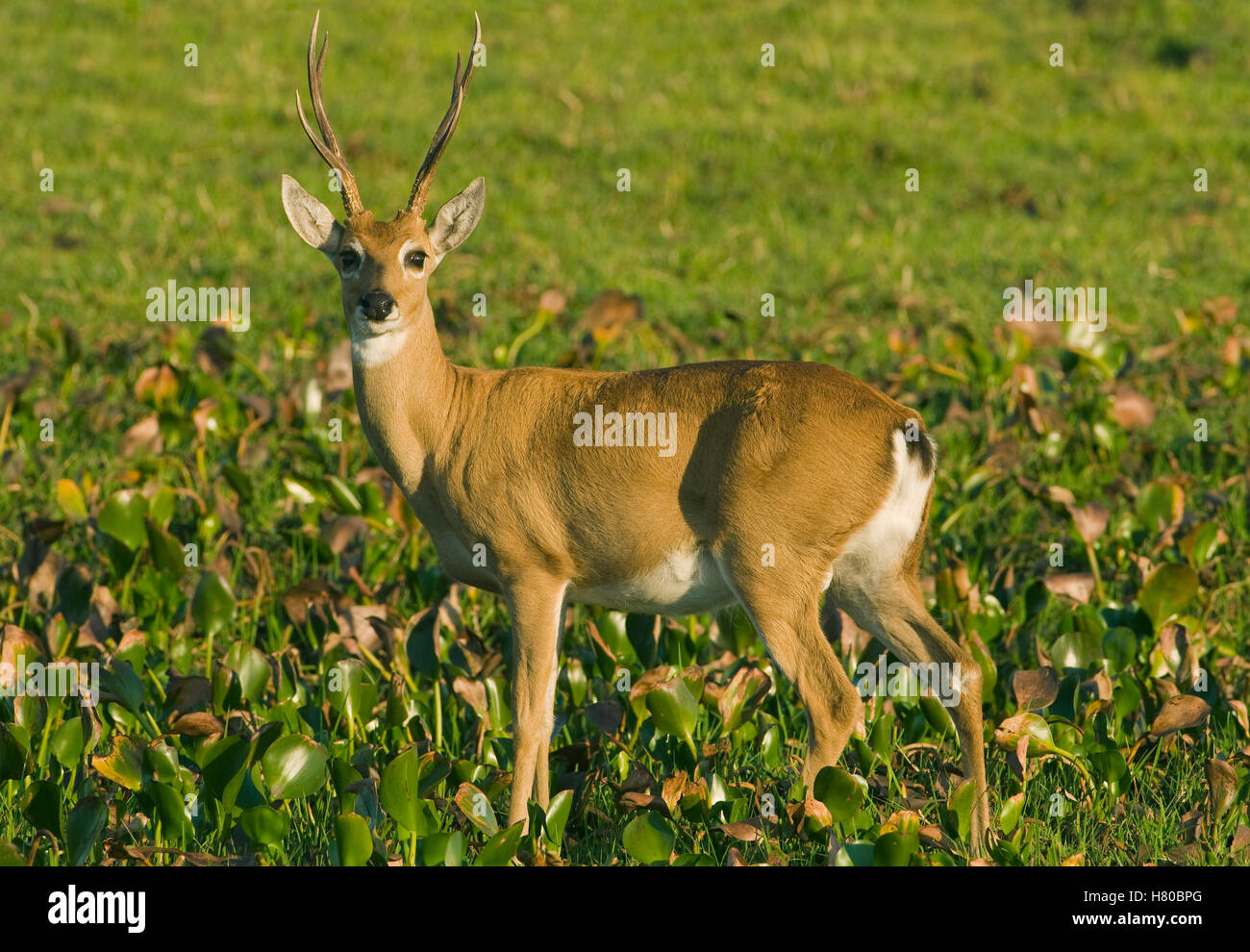 Pampas Deer (Ozotoceros bezoarticus) buck, Pantanal, Brazil Stock Photo ...