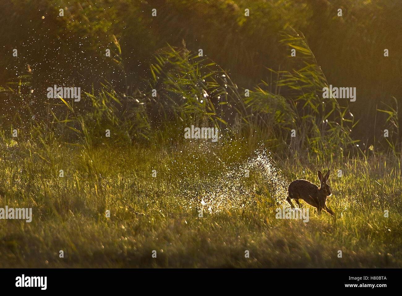 European Hare (Lepus europaeus) jumping through wetland, Netherlands ...