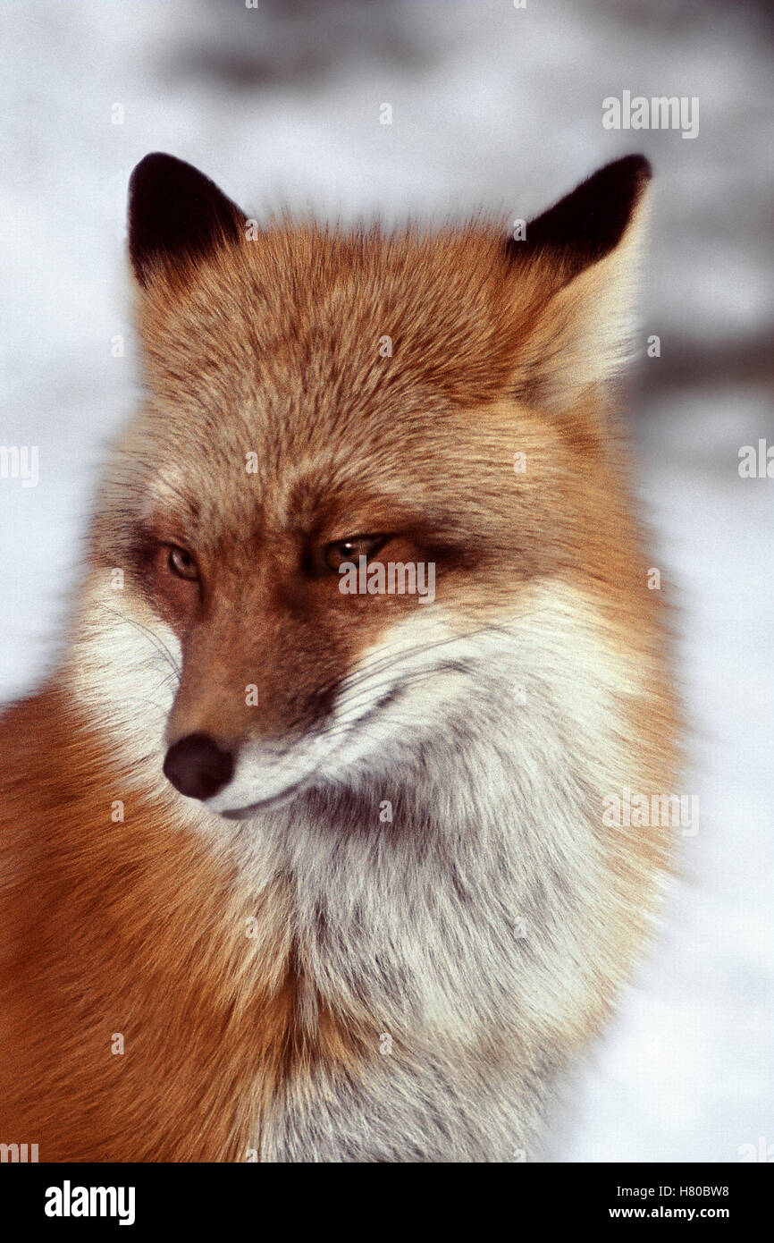 Red Fox (Vulpes vulpes), Superior National Forest, Minnesota Stock ...