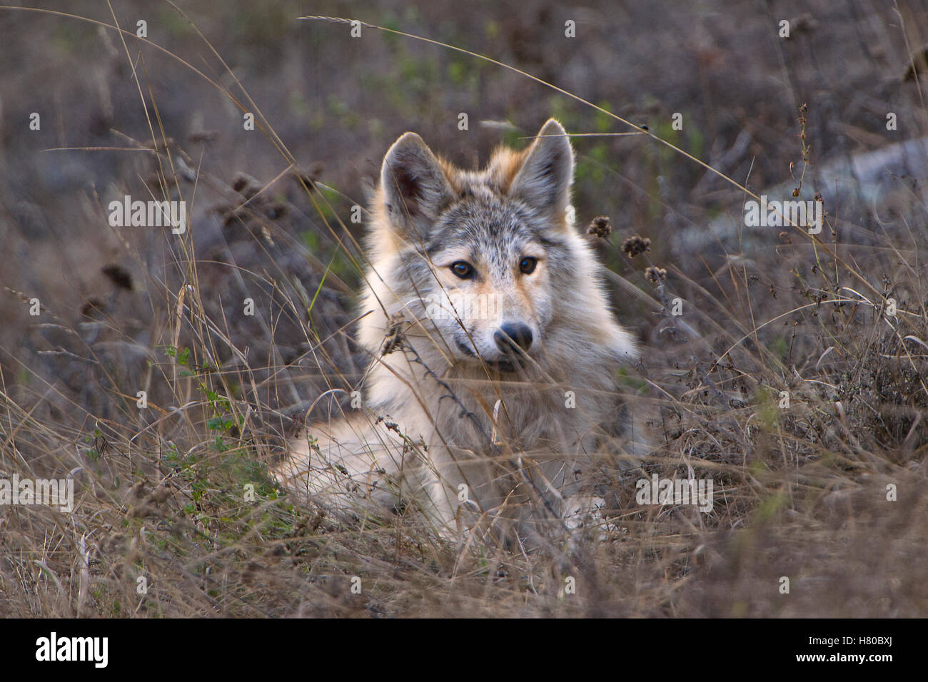 Timber Wolf (Canis lupis) pup, Superior National Forest, Minnesota ...