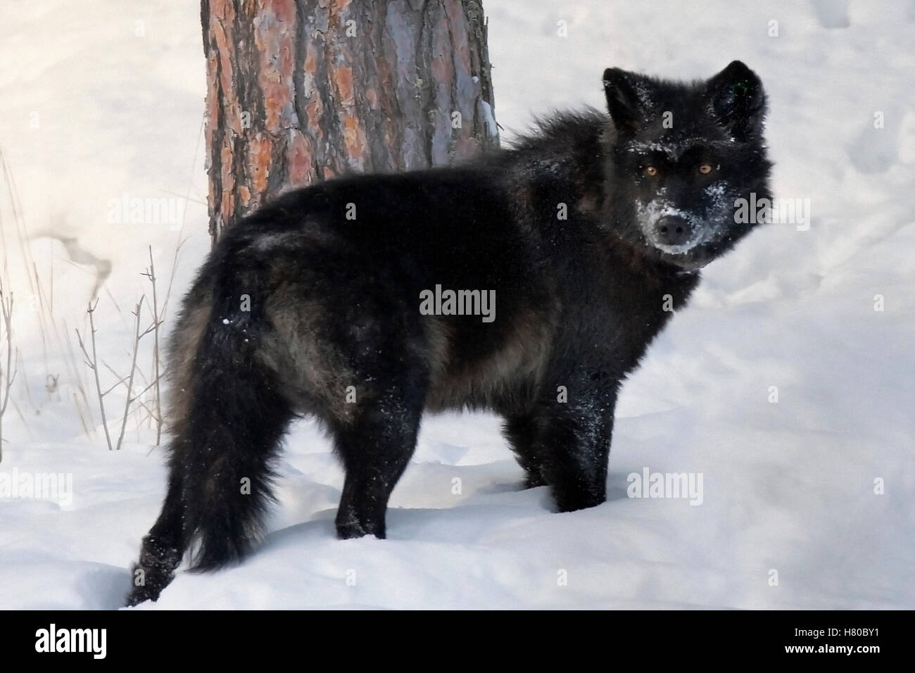 Timber Wolf (Canis lupis) in snow, Superior National Forest, Minnesota ...