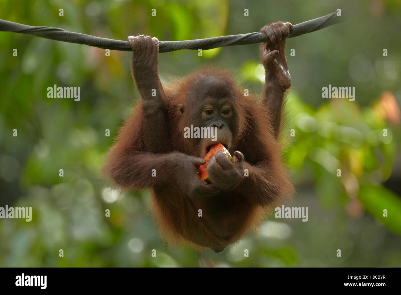 Orangutan (Pongo pygmaeus) young eating fruit, Sabah, Borneo, Malaysia ...