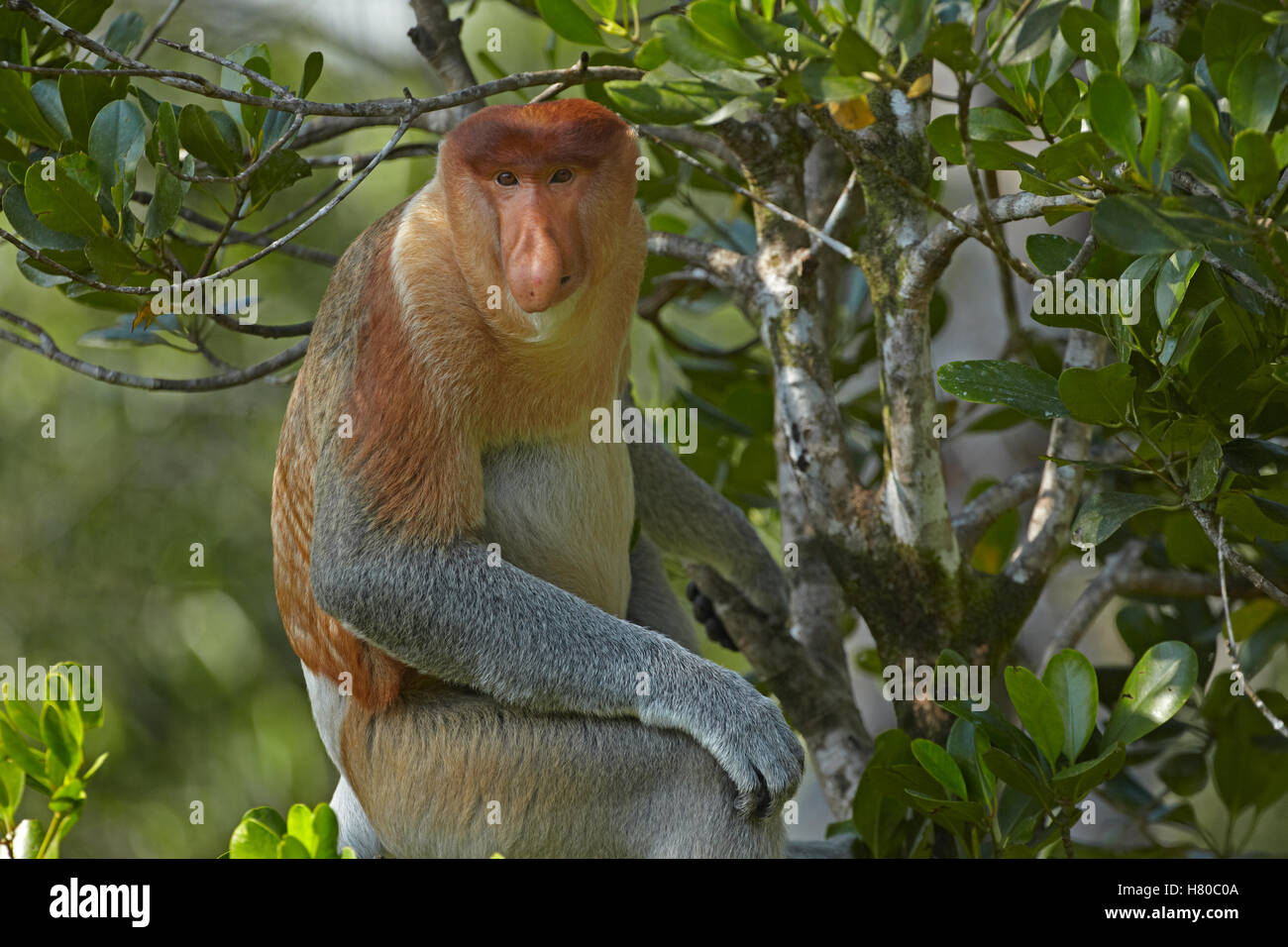 Proboscis Monkey (Nasalis larvatus) male, Sabah, Borneo, Malaysia Stock ...