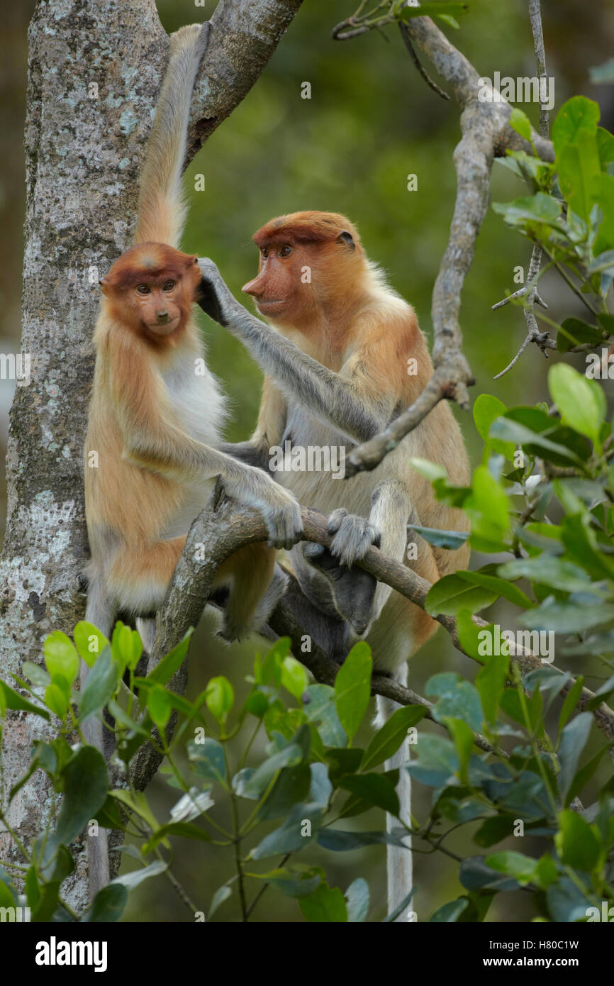 Proboscis Monkey (Nasalis larvatus) mother grooming juvenile, Sabah ...