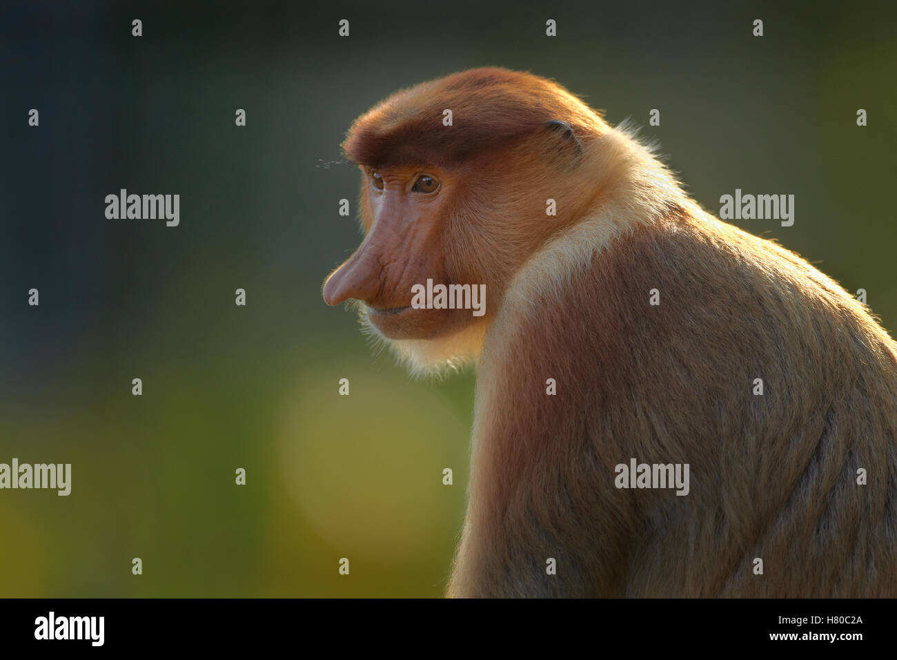 Proboscis Monkey (Nasalis larvatus) female, Sabah, Borneo, Malaysia ...