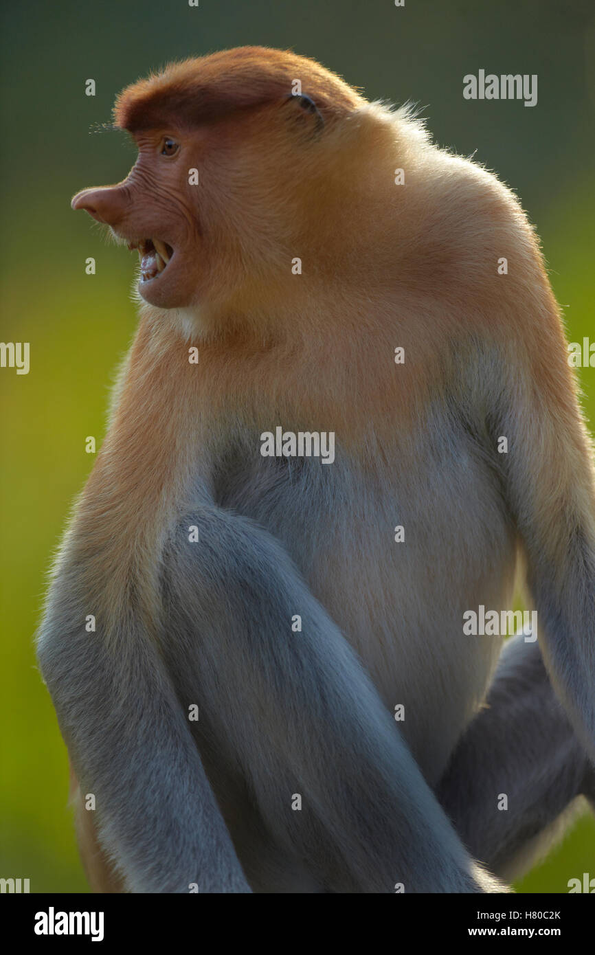 Proboscis Monkey (Nasalis larvatus) female calling, Sabah, Borneo ...