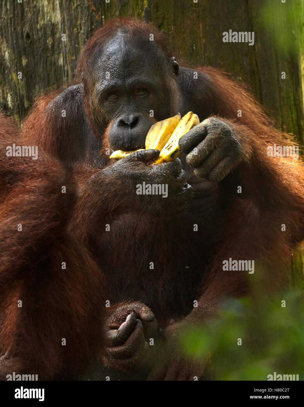 Orangutan (Pongo pygmaeus) female eating fruit, Sabah, Borneo, Malaysia ...