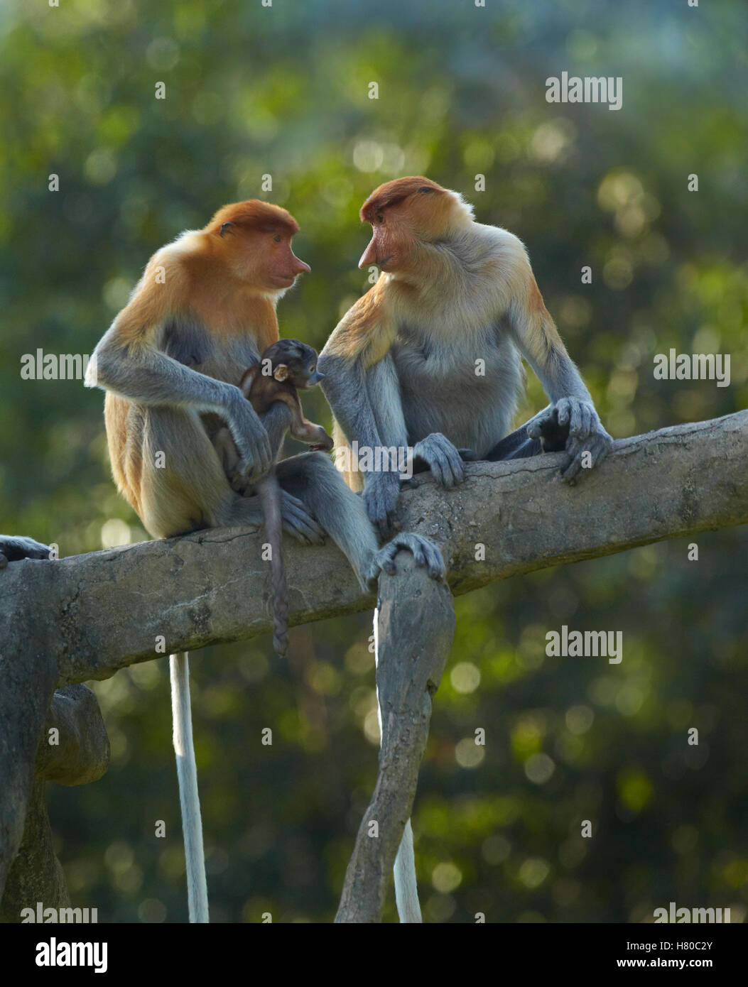 Proboscis Monkey (Nasalis larvatus) females and baby, Sabah, Borneo ...