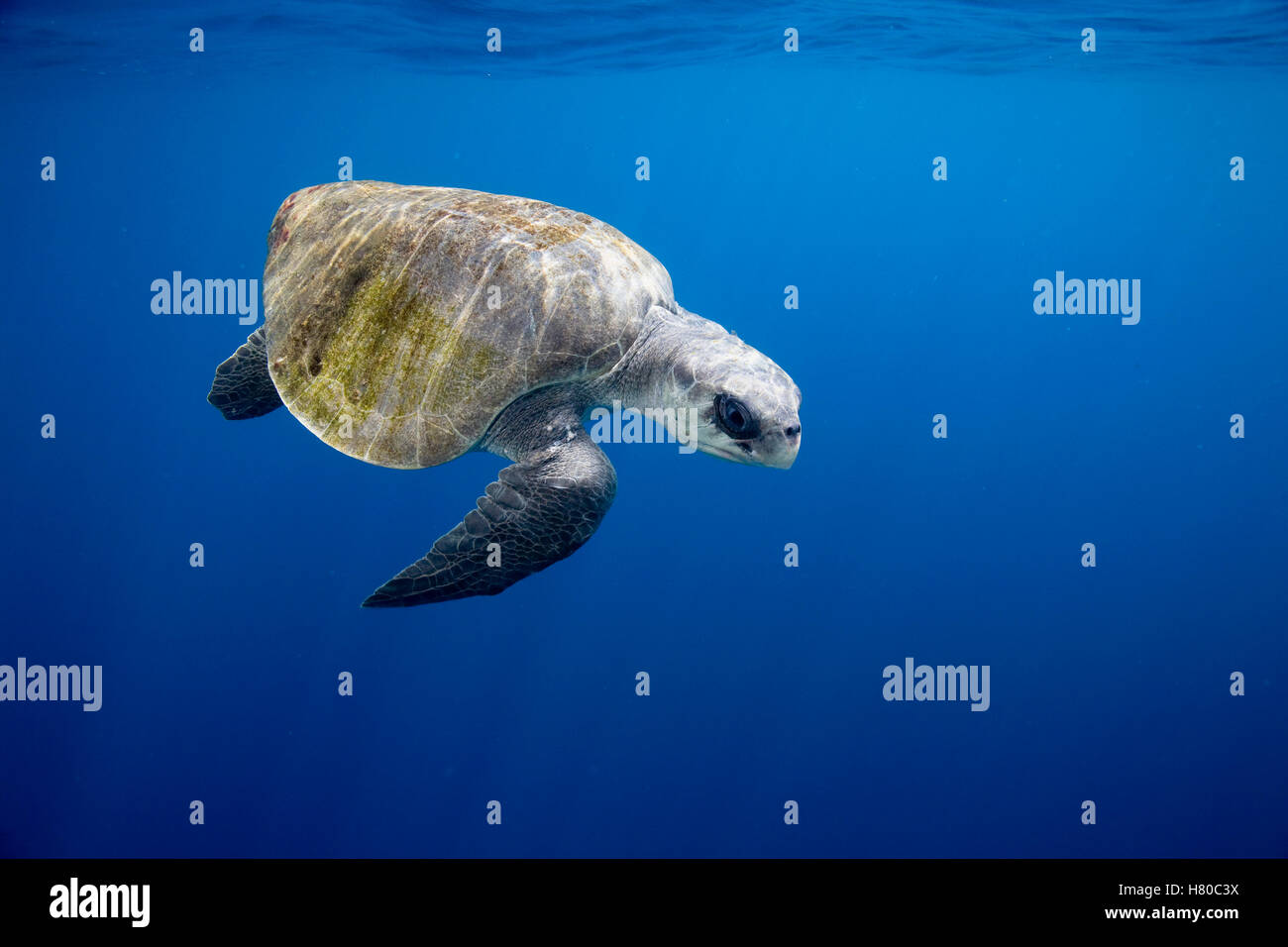 Olive Ridley Sea Turtle (Lepidochelys olivacea) near Puerta Vallarta ...
