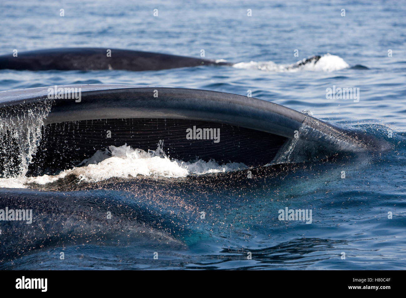 Fin Whale (Balaenoptera physalus) pair gulp feeding on krill, San Diego, California Stock Photo ...