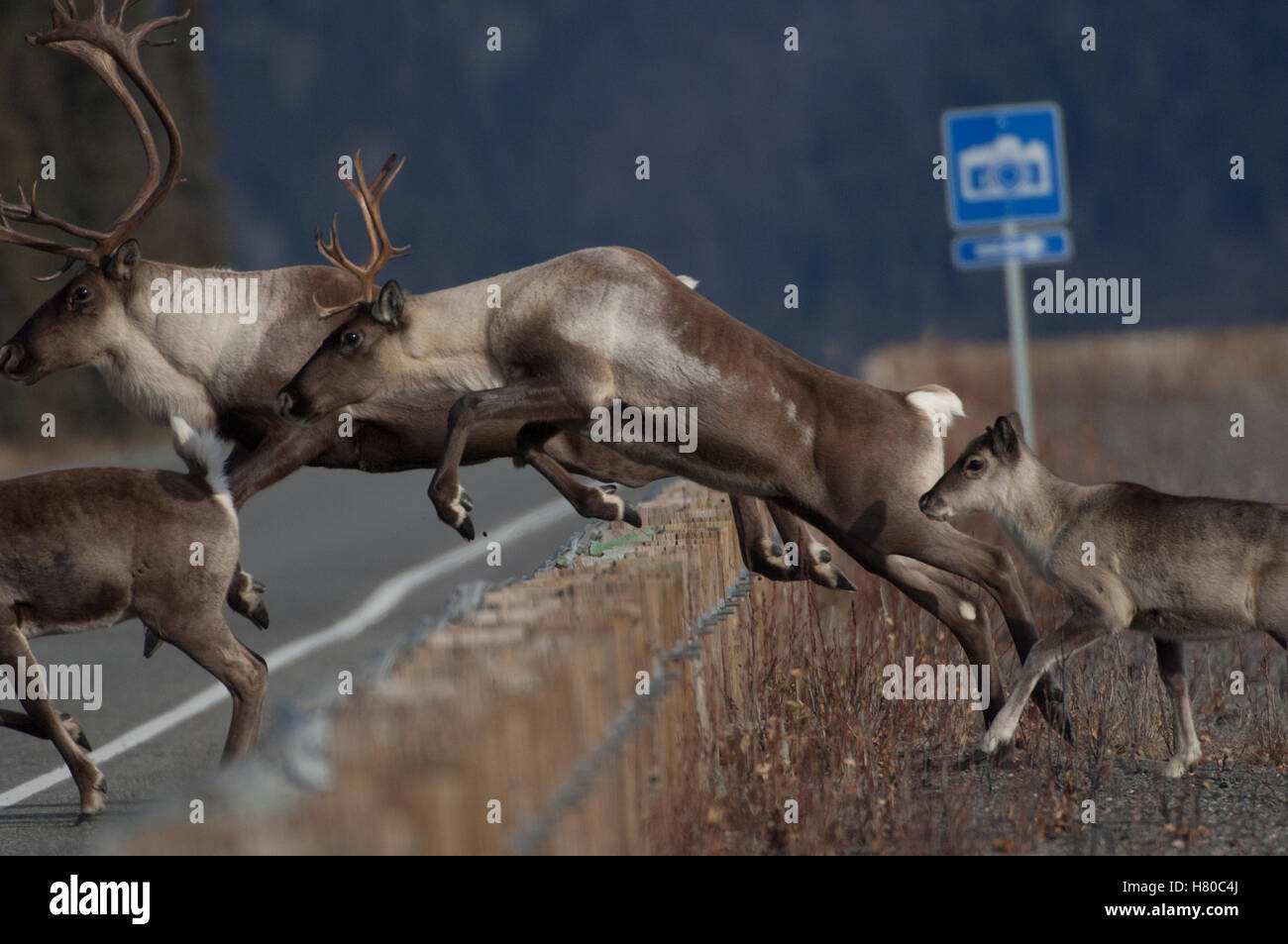 Caribou (Rangifer tarandus) group jumping fence to cross road, Alaska ...
