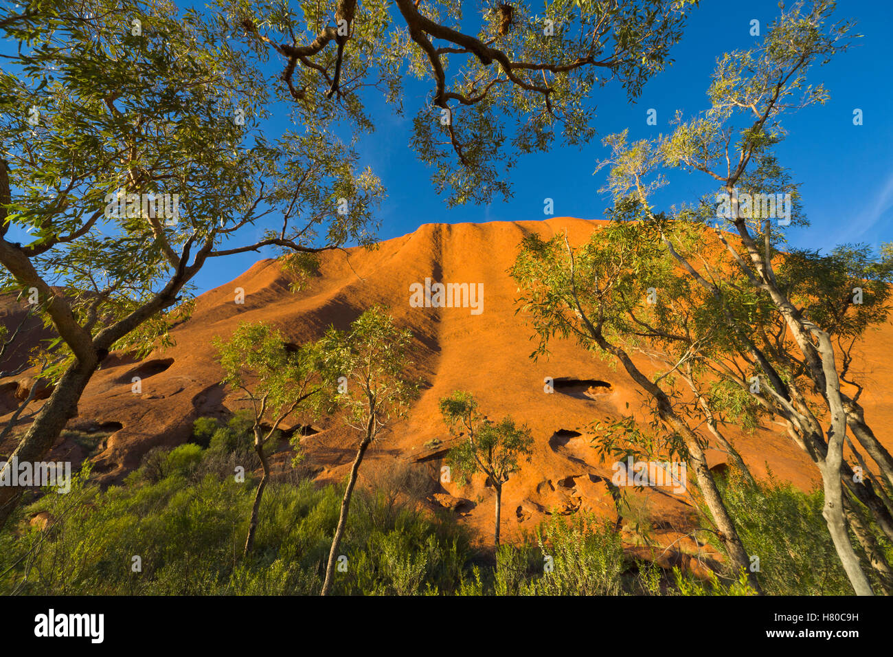 Gum Tree (Eucalyptus sp) and Ayers Rock, Uluru-kata Tjuta National Park ...