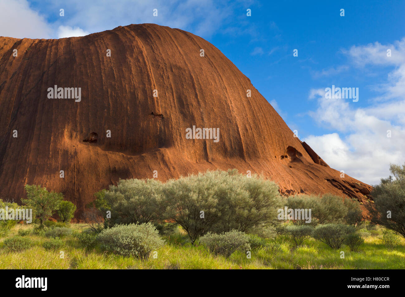 Ayers Rock with vegetation after heavy rains, Uluru-kata Tjuta National Park, Northern Territory ...
