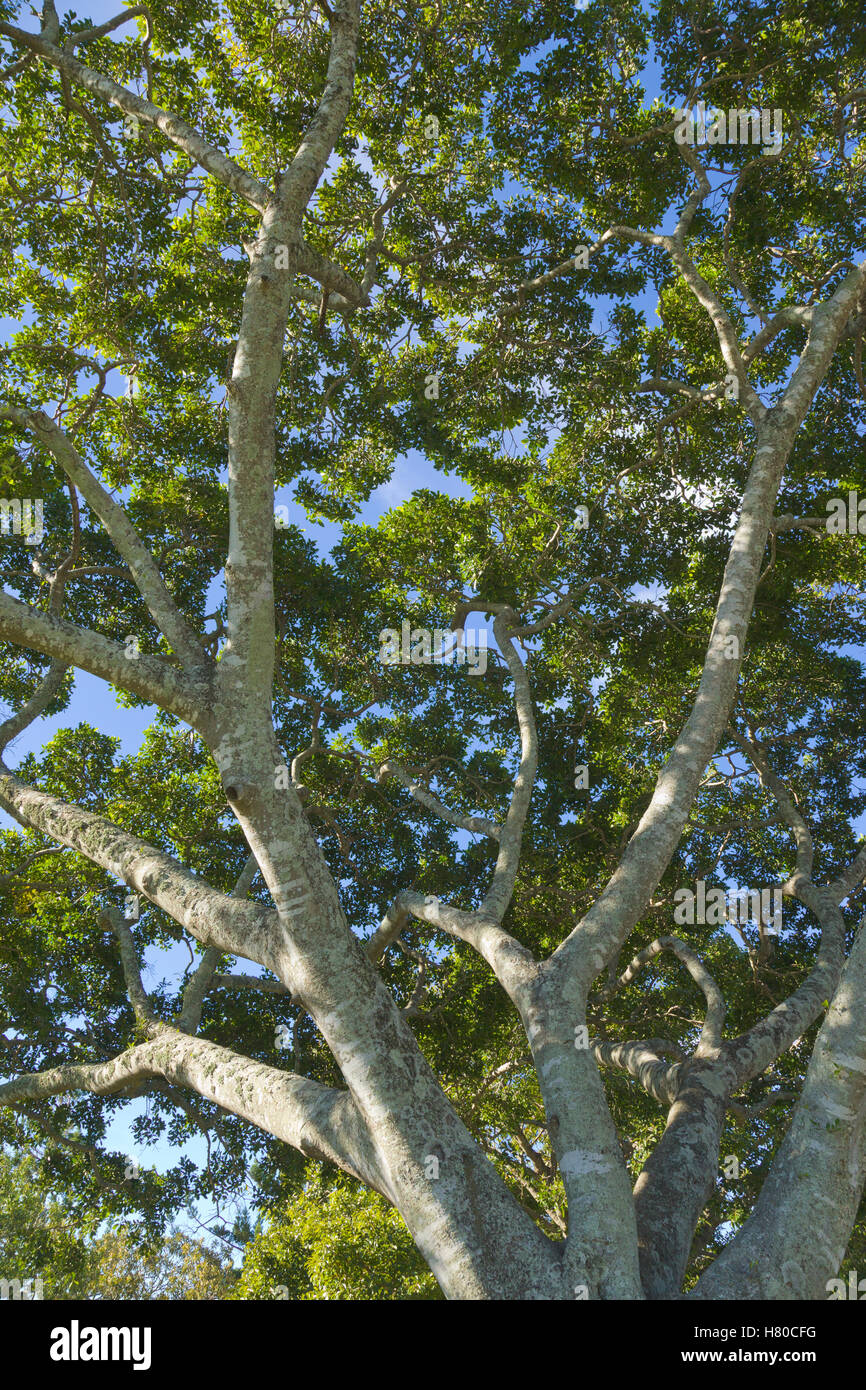 Gray Mangrove (Avicennia marina) tree, Brisbane, Queensland, Australia ...