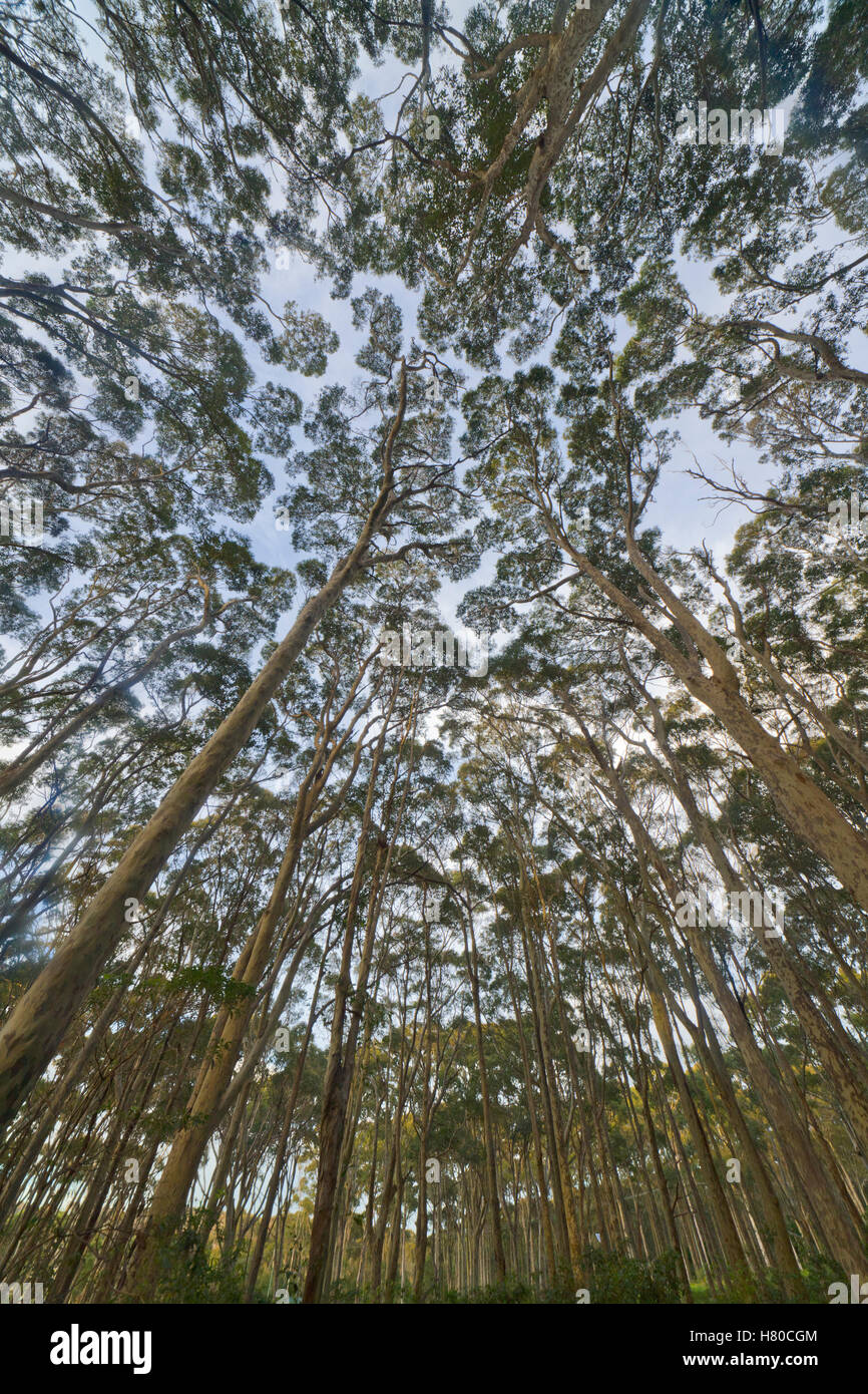 Gum Tree (Eucalyptus sp) forest, New South Wales, Australia Stock Photo ...