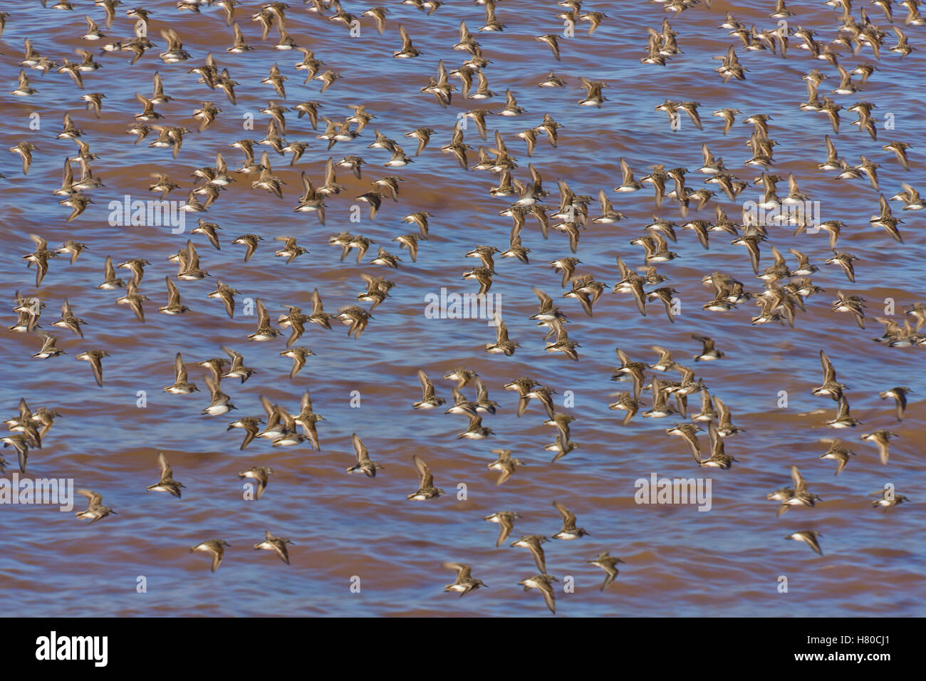 Semipalmated Sandpiper (Calidris pusilla) flock flying during annual ...