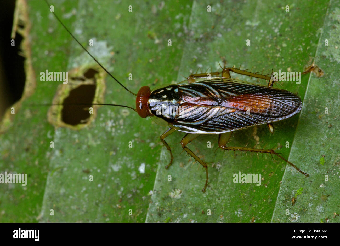 Cockroach (Euphyllodromia angustata), Costa Rica Stock Photo - Alamy