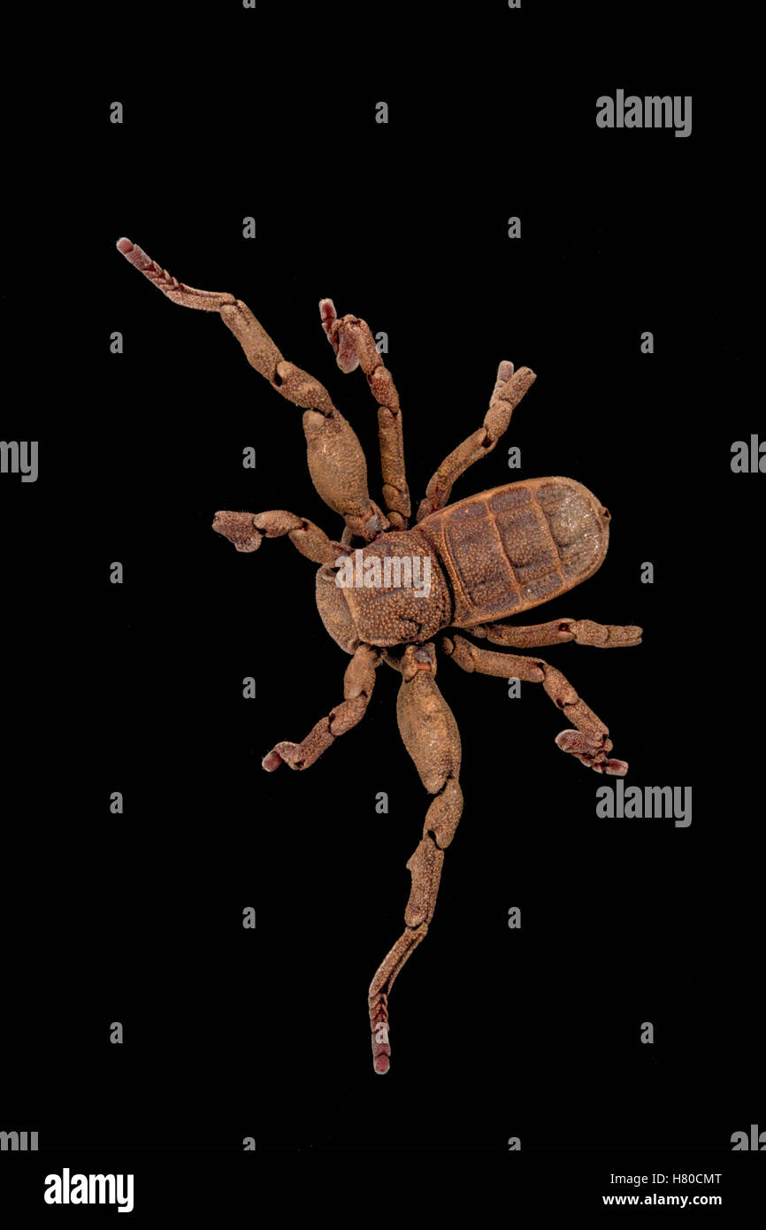 Atewa Hooded Spider (Ricinoides atewa), Atewa Range Forest Reserve ...