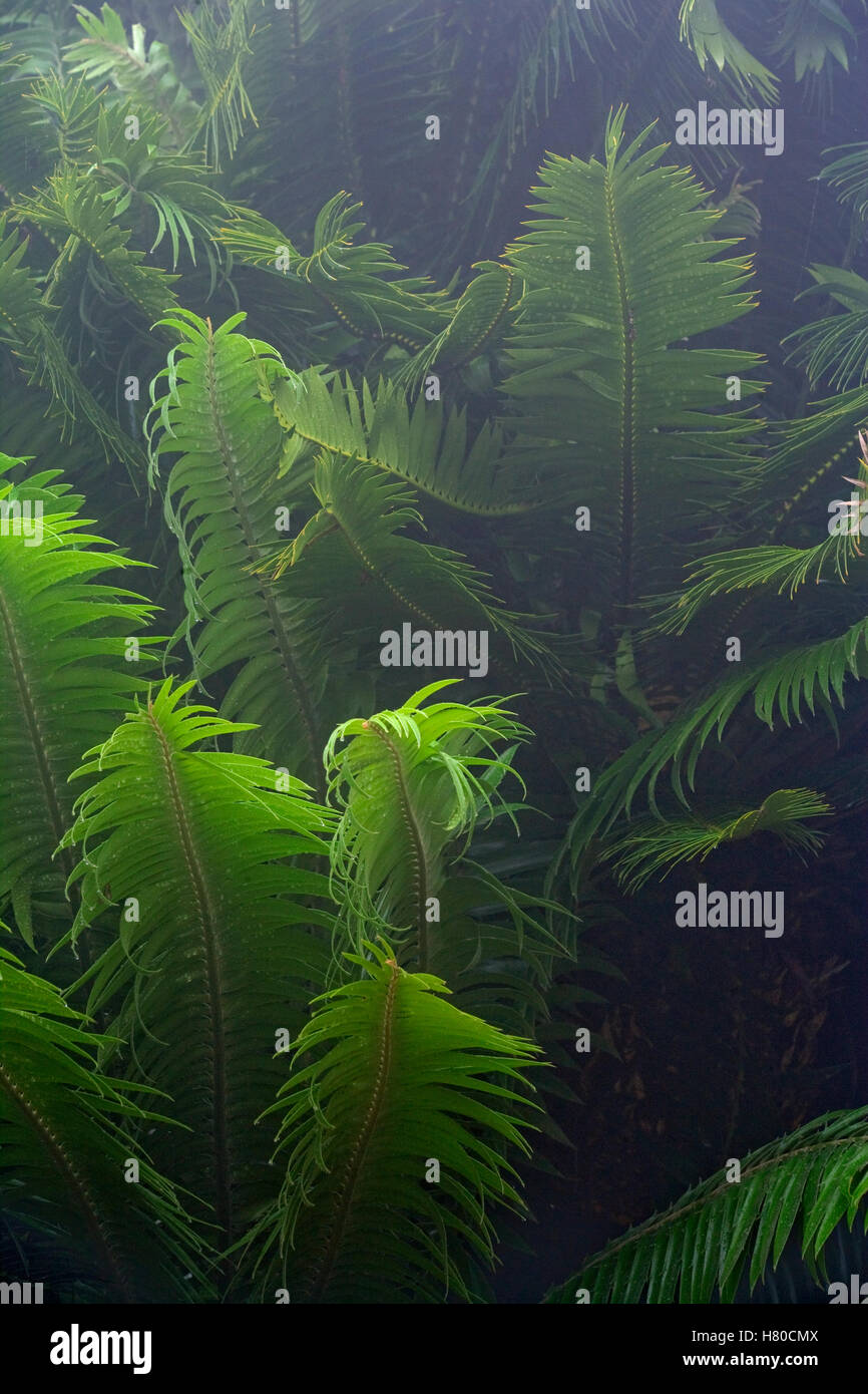 Modjadji Cycad (Encephalartos transvenosus) young leaves, Modjadji ...