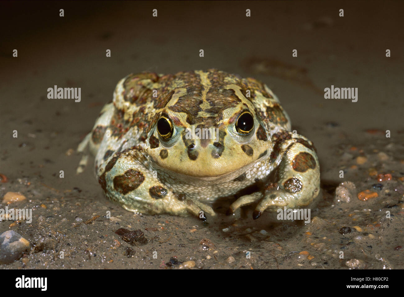 Mongolian Toad (Bufo raddei), Eastern Steppe, Mongolia Stock Photo - Alamy