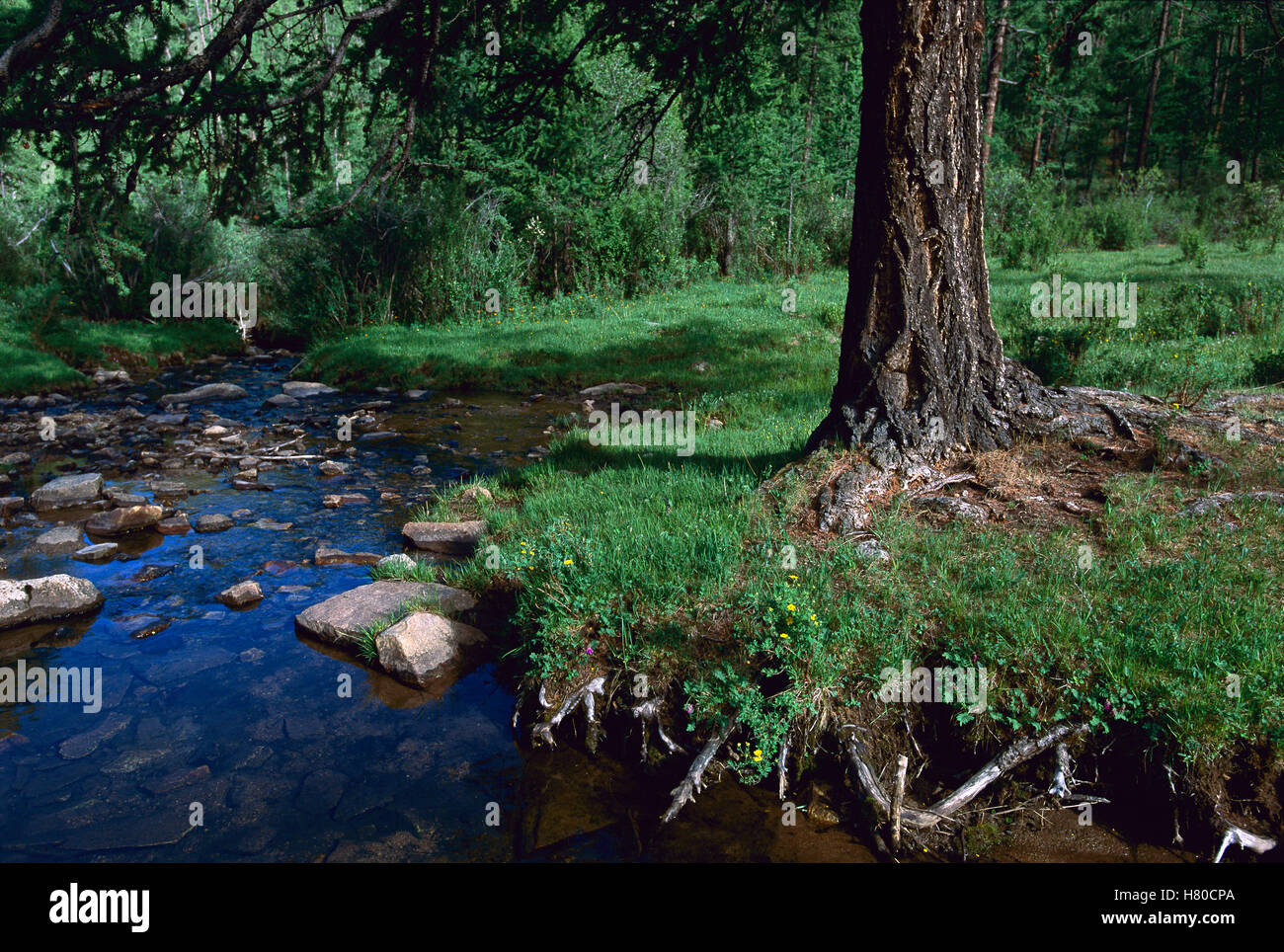 Siberian Larch (Larix russica) next to creek, Lake Hovsgol, Mongolia ...