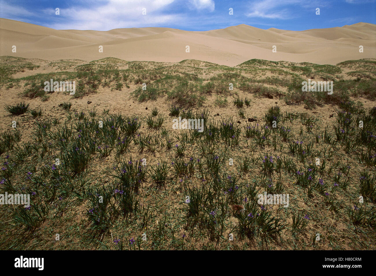 Vegetated dunes with pure sand dunes behind, Gobi Desert, Mongolia ...