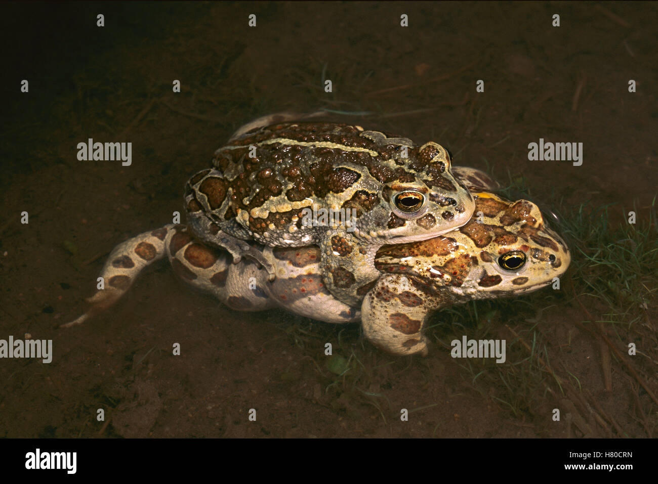 Mongolian Toad (Bufo raddei) pair mating, Eastern Steppe, Mongolia ...