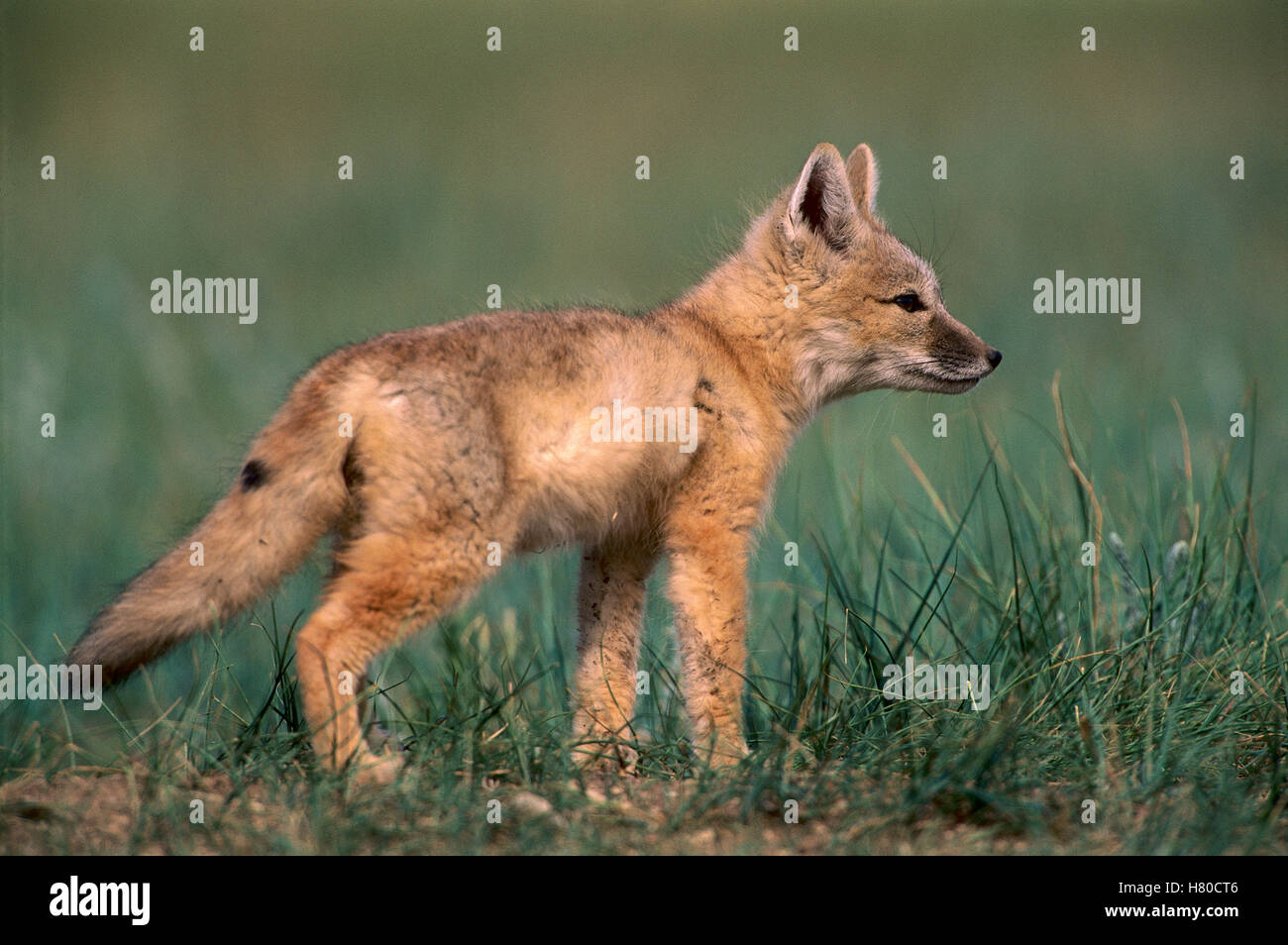 Corsac Fox (Vulpes corsac) pup, Mongolia Stock Photo - Alamy