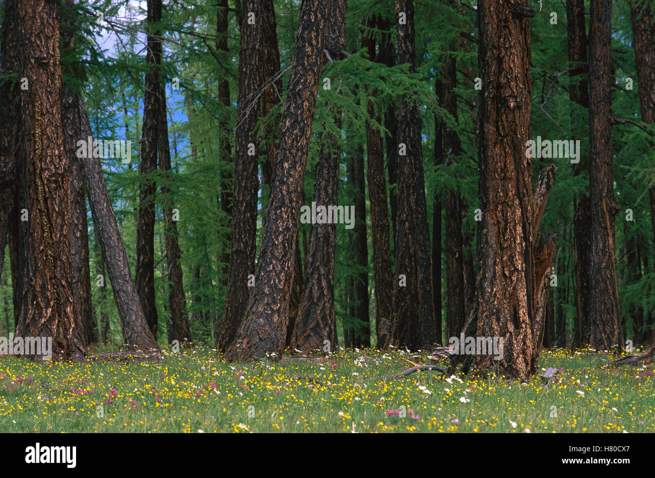 Siberian Larch (Larix russica) forest, Darkhad Depression, Mongolia ...