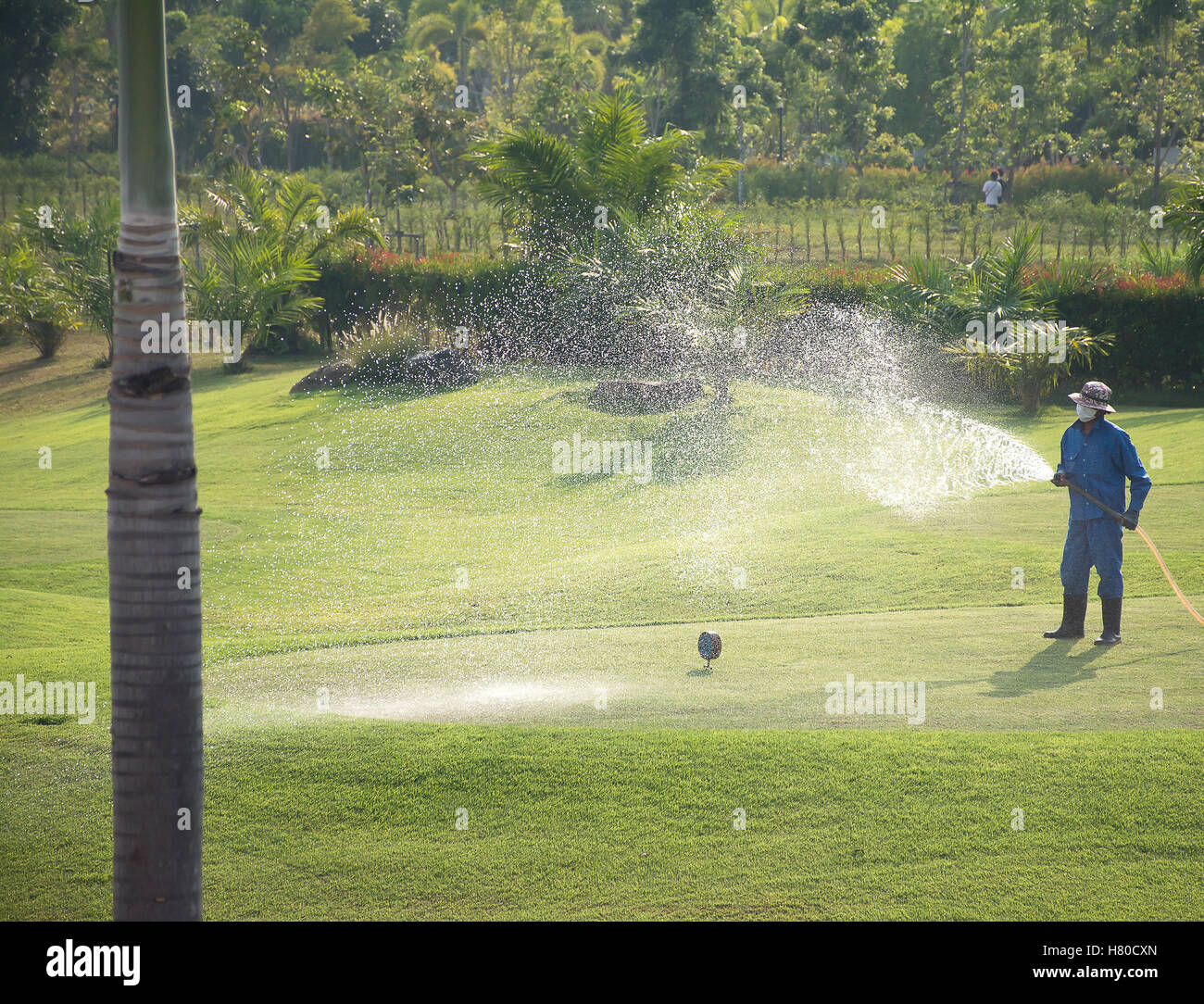 Worker is watering the grass in the golf course Stock Photo - Alamy