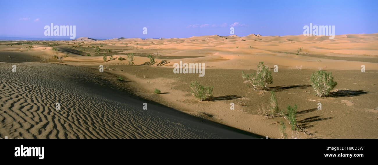 Saxaul (Haloxylon ammodendron) growing in sand dunes, Gobi Desert ...