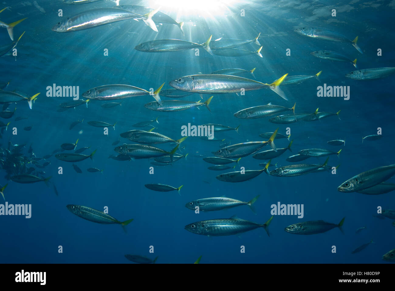 Pacific Jack Mackerel (Trachurus symmetricus) school, Guadalupe Island ...