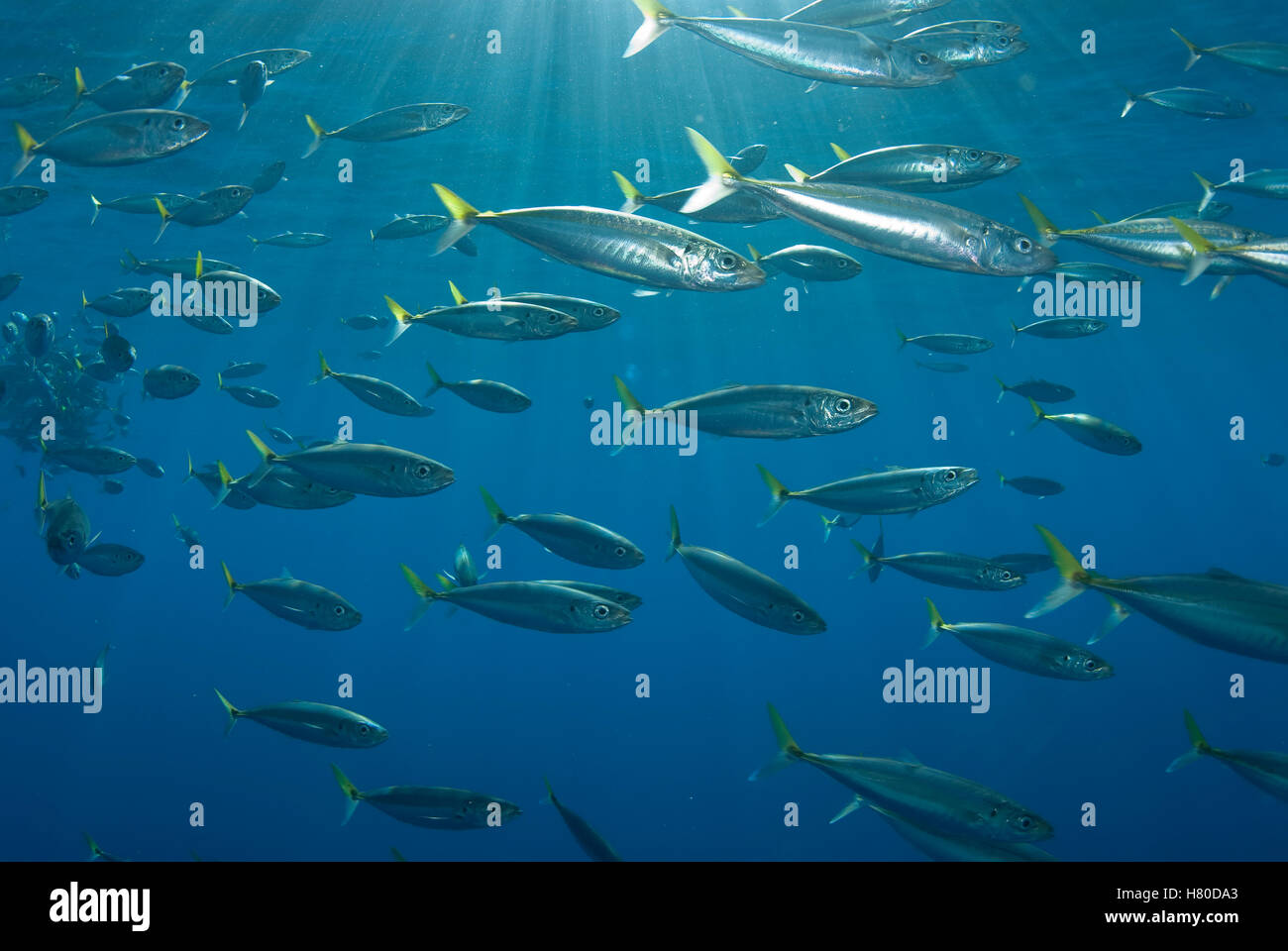 Pacific Jack Mackerel (Trachurus symmetricus) school, Guadalupe Island ...