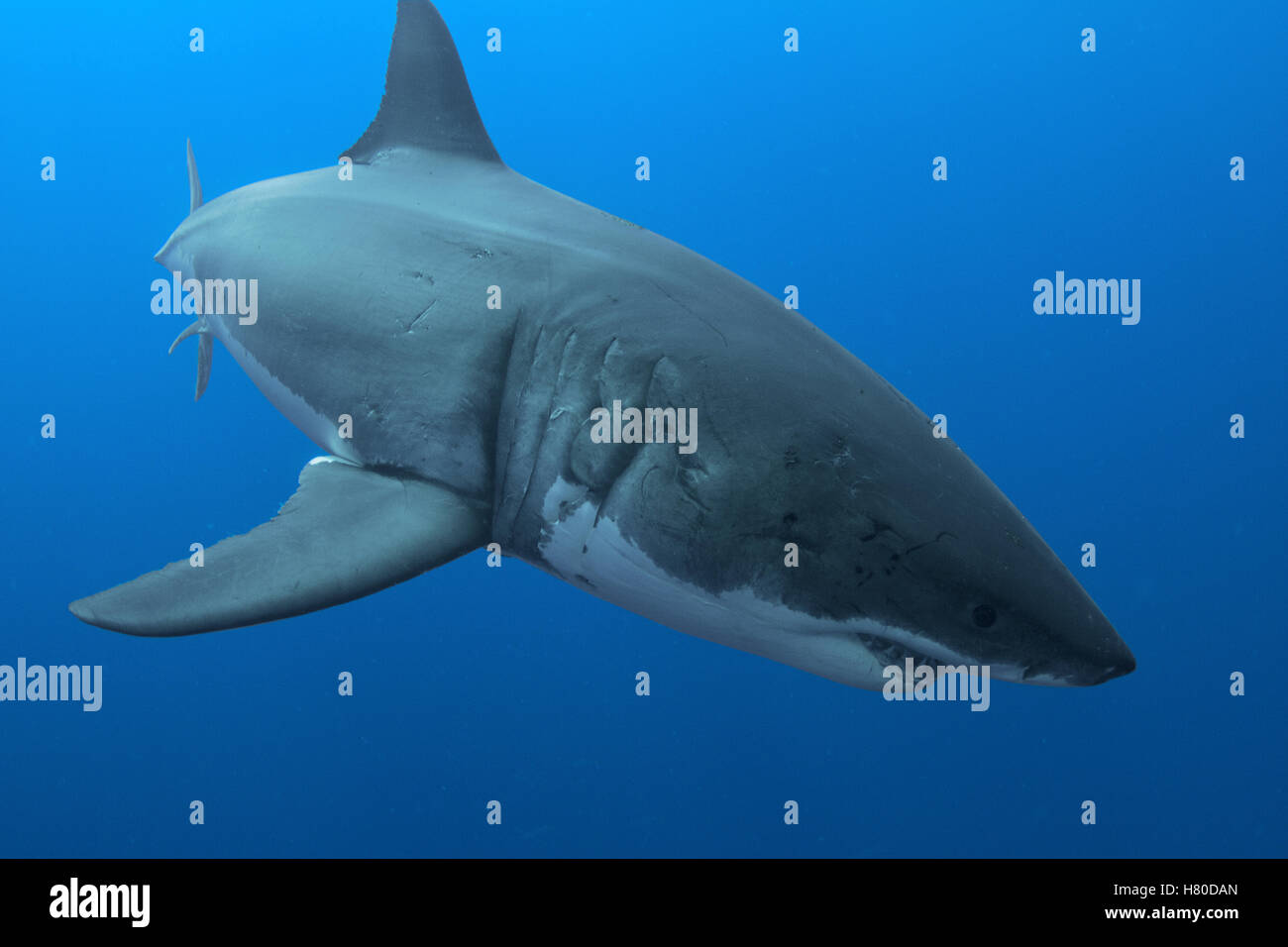 Great White Shark (Carcharodon carcharias) female with scars on head ...