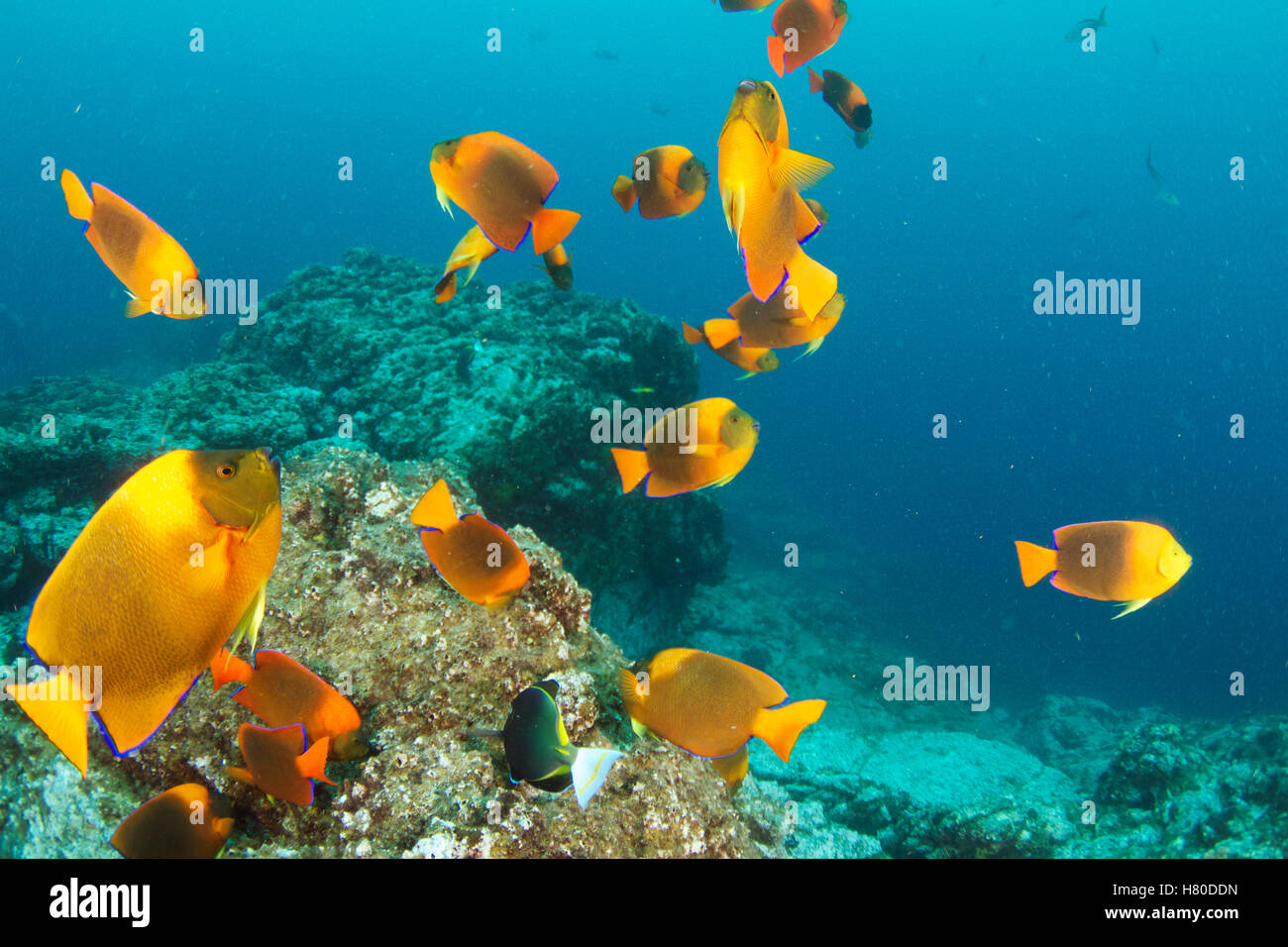 Clarion Angelfish (Holacanthus clarionensis) school around seamount ...