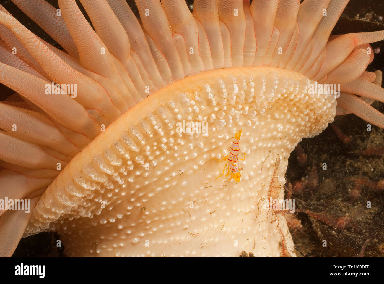 Clown Shrimp (Lebbeus grandimanus) pair on Fernald Brooding Anemone ...