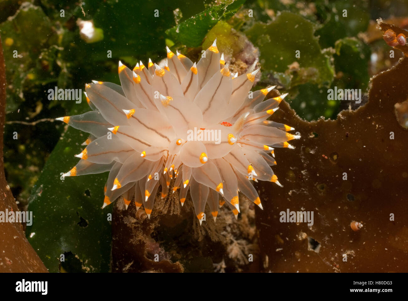 Cockscomb Nudibranch (Janolus barbarensis), Vancouver Island, British ...