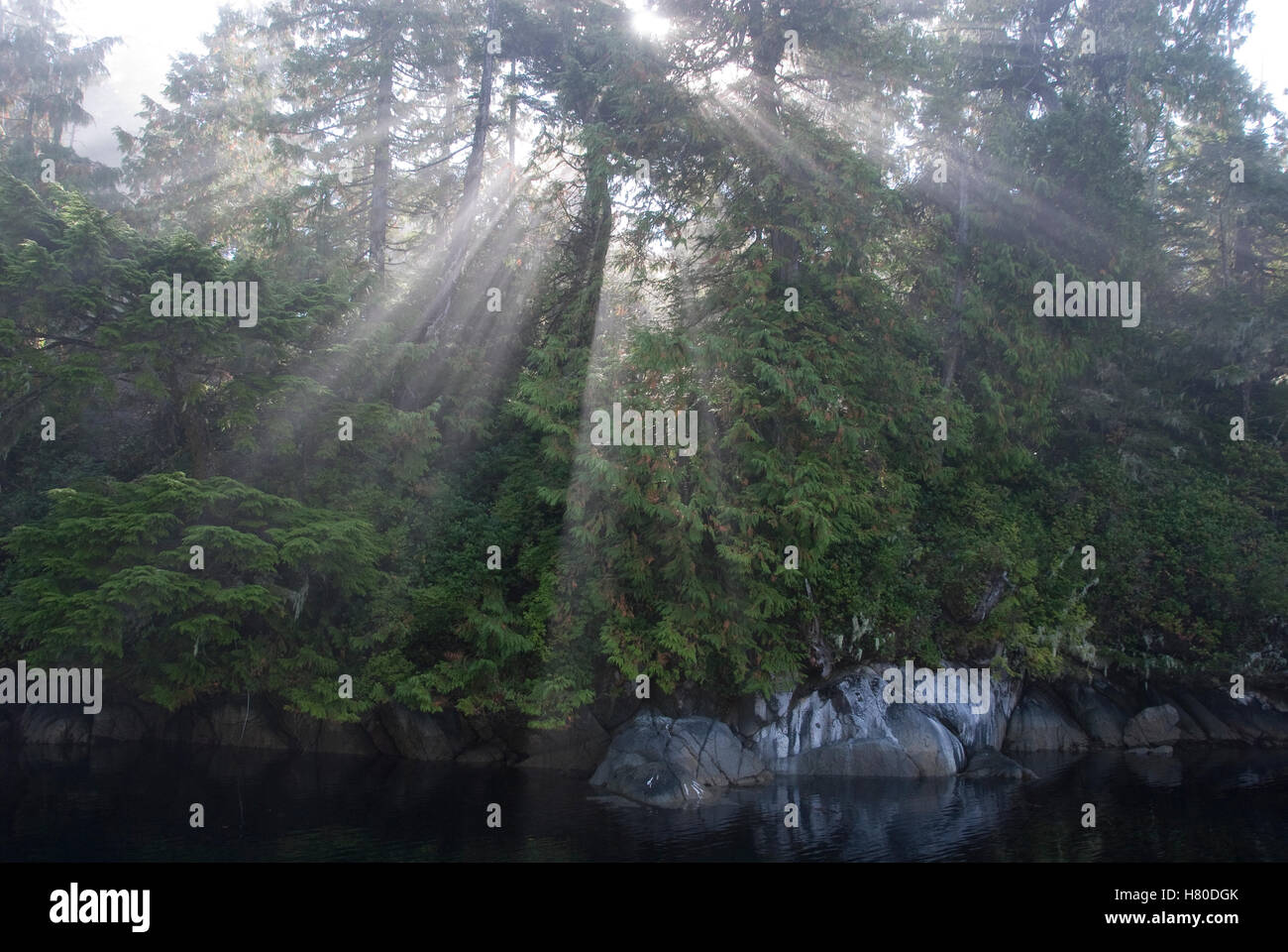 Sunlight streaming through morning fog along coast, Vancouver Island ...