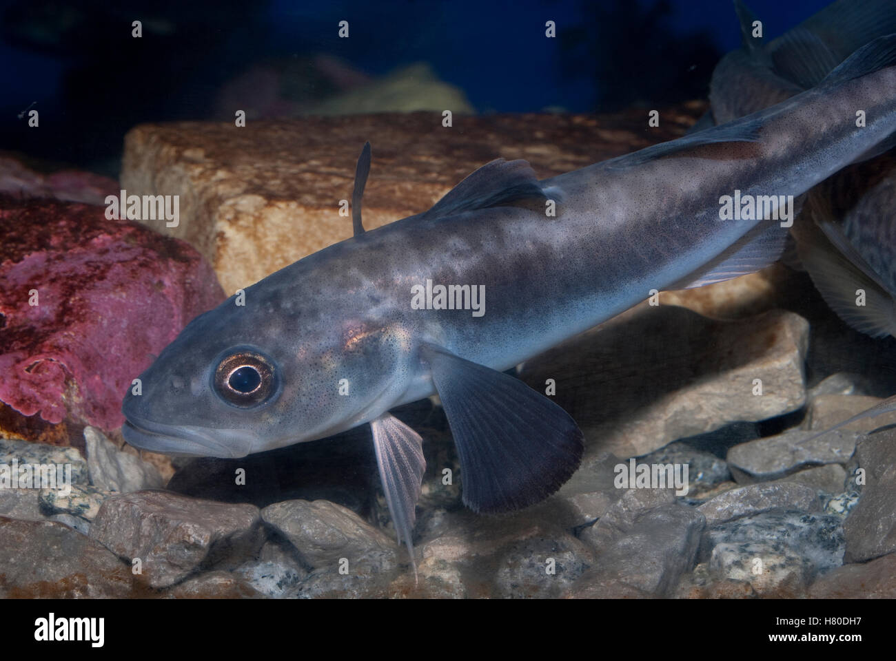 Arctic Cod (Boreogadus saida), Vancouver Aquarium, Vancouver, British ...