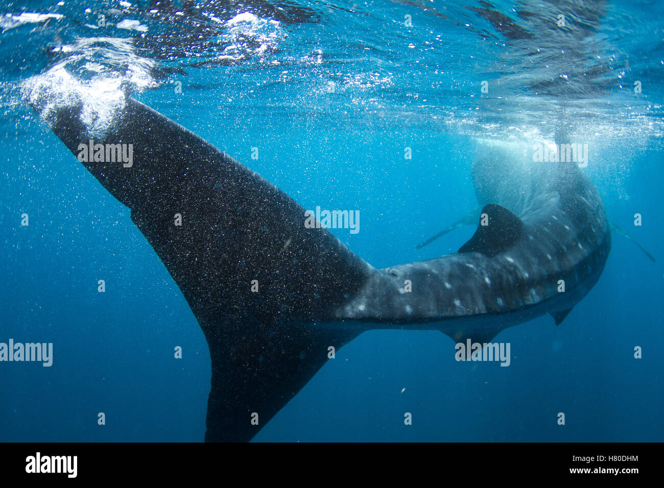 Whale Shark (Rhincodon typus) feeding on plankton off Isla Mujeres ...