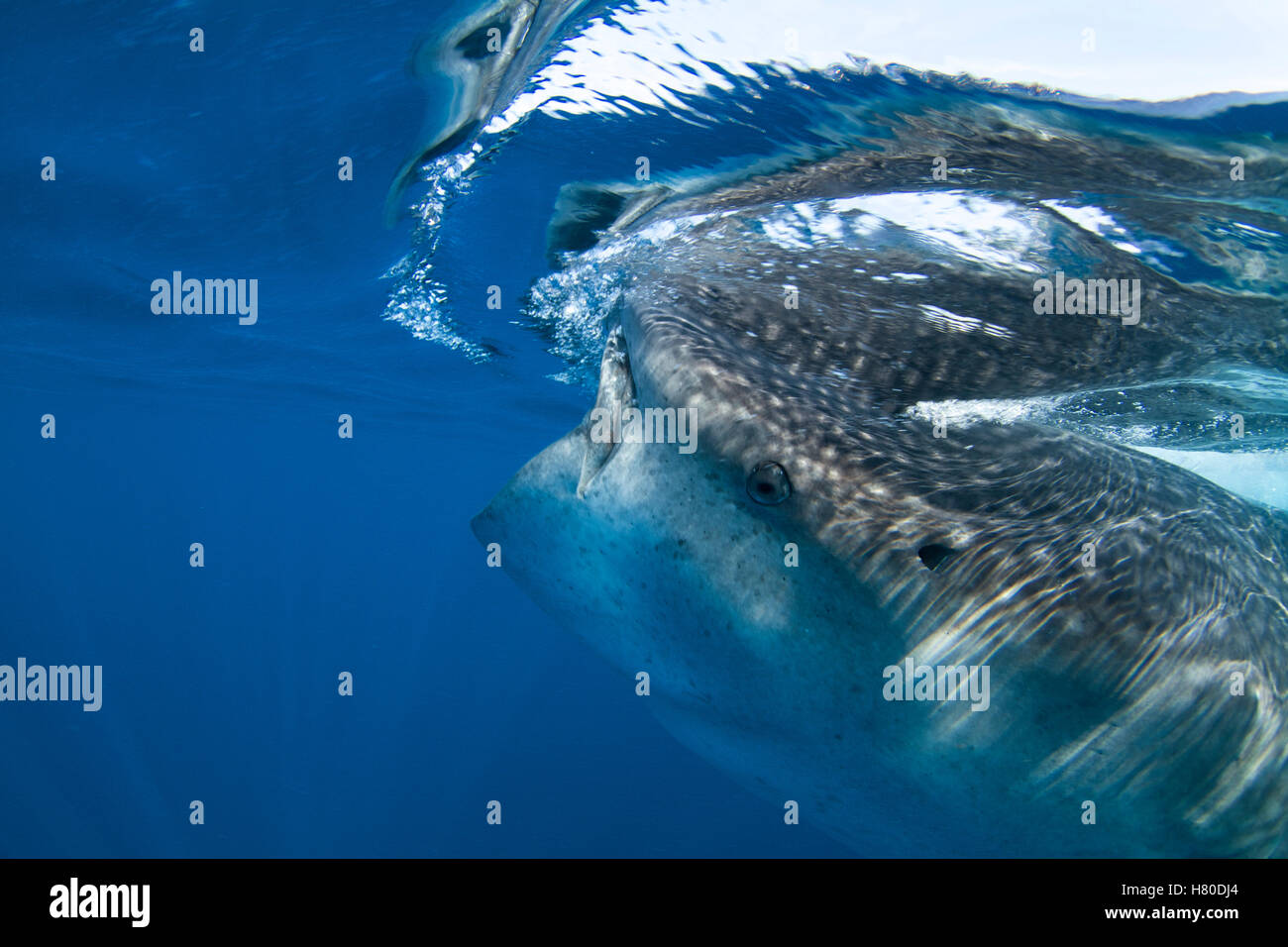 Whale Shark (Rhincodon typus) feeding on plankton off Isla Mujeres ...