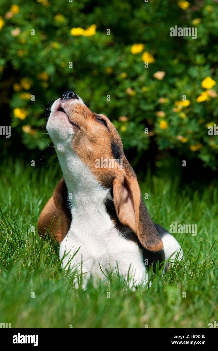 Beagle (Canis familiaris) puppy howling Stock Photo - Alamy