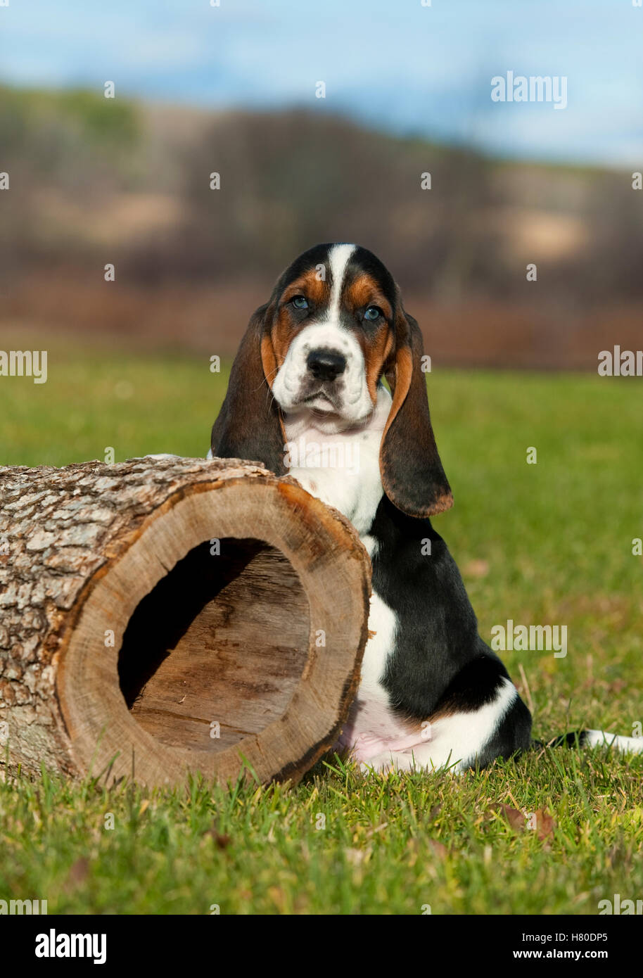 Basset Hound (Canis familiaris) puppy by log Stock Photo - Alamy